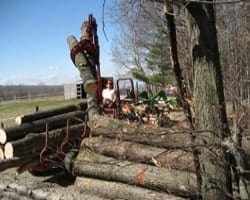 Low Impact Logging - Future Forest Consulting