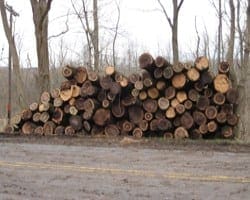 Low Impact Logging - Future Forest Consulting